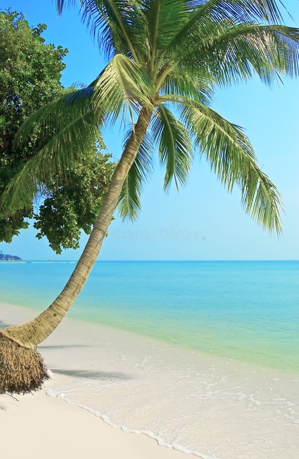 Heart of Palm Trees for Lovers in Love Stock Photo - Image of water ...