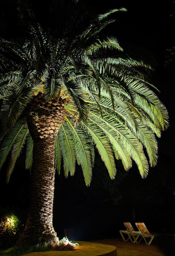 Lit Up Palm Tree stock image. Image of christmas, glowing - 17300101