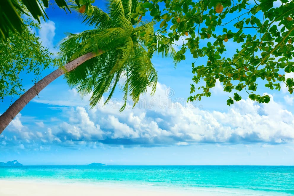 Palmtree auf dem Strand stockfoto. Bild von küste, himmel - 12724548