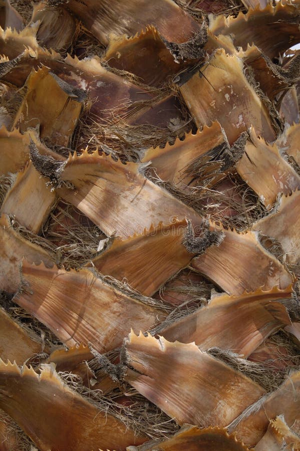 Palmtree bark texture stock image. Image of environment - 1113097