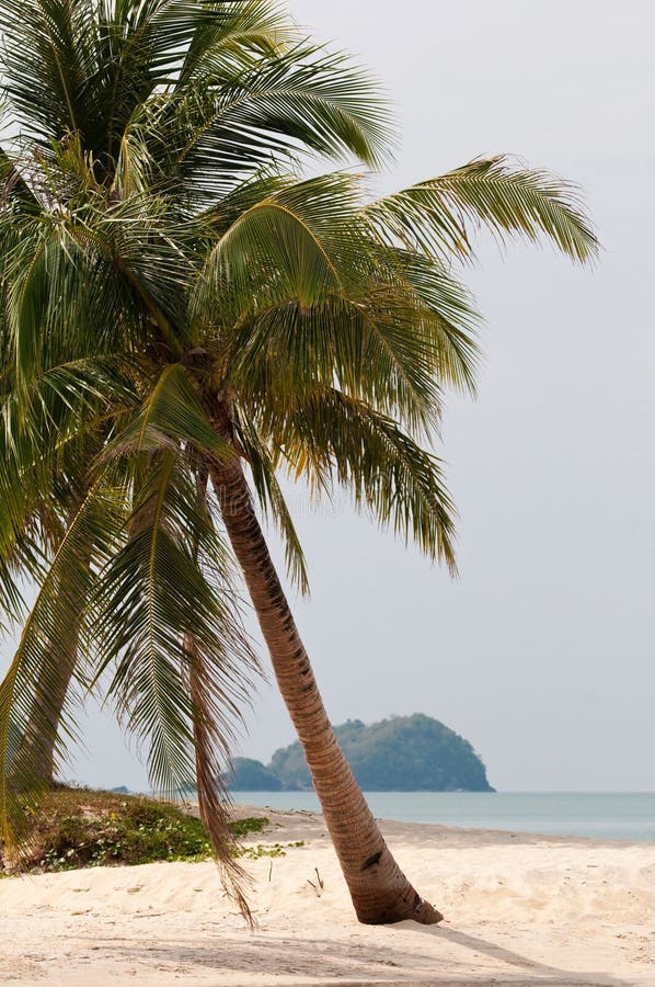Palmtree on the beach stock image. Image of morning, kawi - 13202483