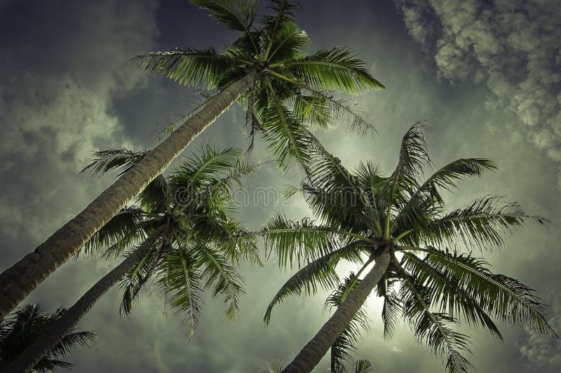 Palmtree dream stock photo. Image of vacation, blue, luxury - 5432806