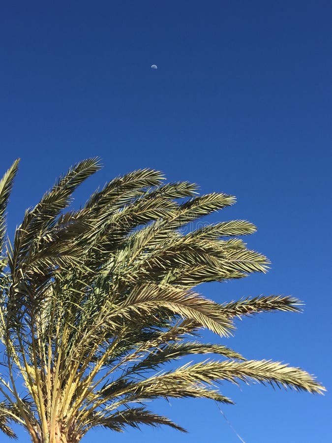 Palmtree stock image. Image of palm, feeling, blue, leaves - 68774829