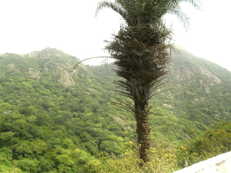 Palmtree stock photo. Image of india, palm, palmtree - 104360096