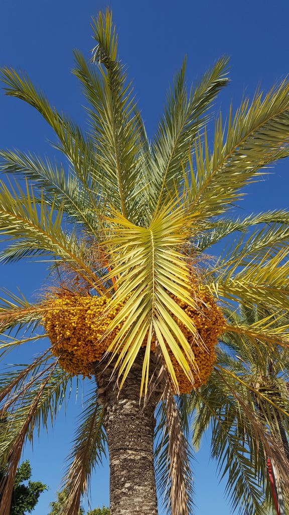 Palmtree stock image. Image of palmtree, spanish, palm - 78282043