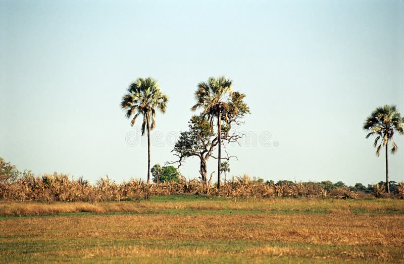 Okavango Delta, Botswana stock photo. Image of africa - 103866530