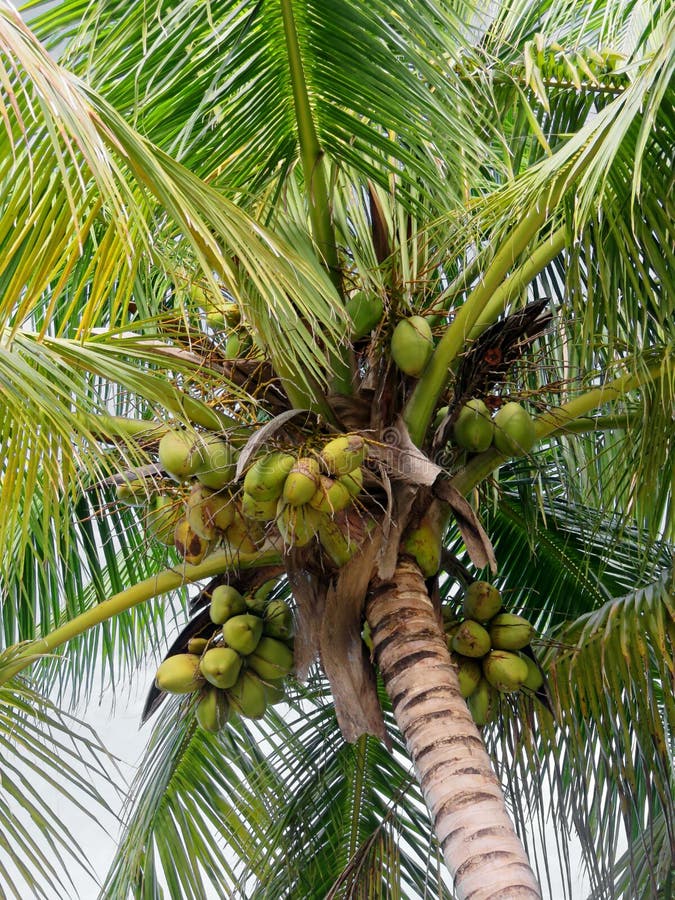 Palmwedel stockfoto. Bild von botanisch, wedel, frucht - 106422444