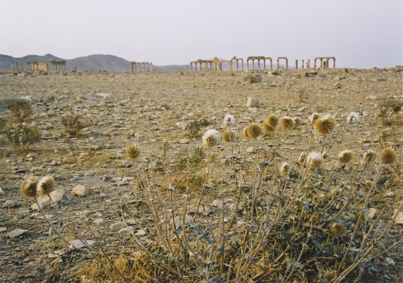 Palmyra Desert Ruins Arab Fort Syria Stock Image - Image of built ...