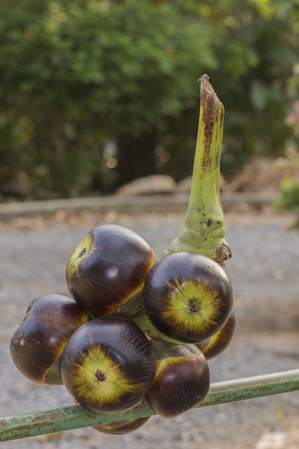 Bunch of Palmyra Palm stock image. Image of fiber, palmyra - 147691105
