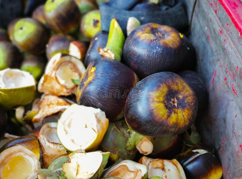 Palmyra palm fruit stock image. Image of palm, grow - 114950313