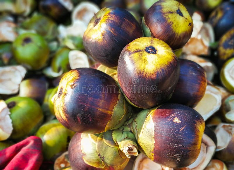 1,134 Palmyra Palm Fruit Stock Photos - Free & Royalty-Free Stock ...