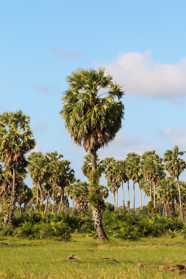 Alone Palmyra Tree on the Field #2 Stock Photo - Image of mekong ...