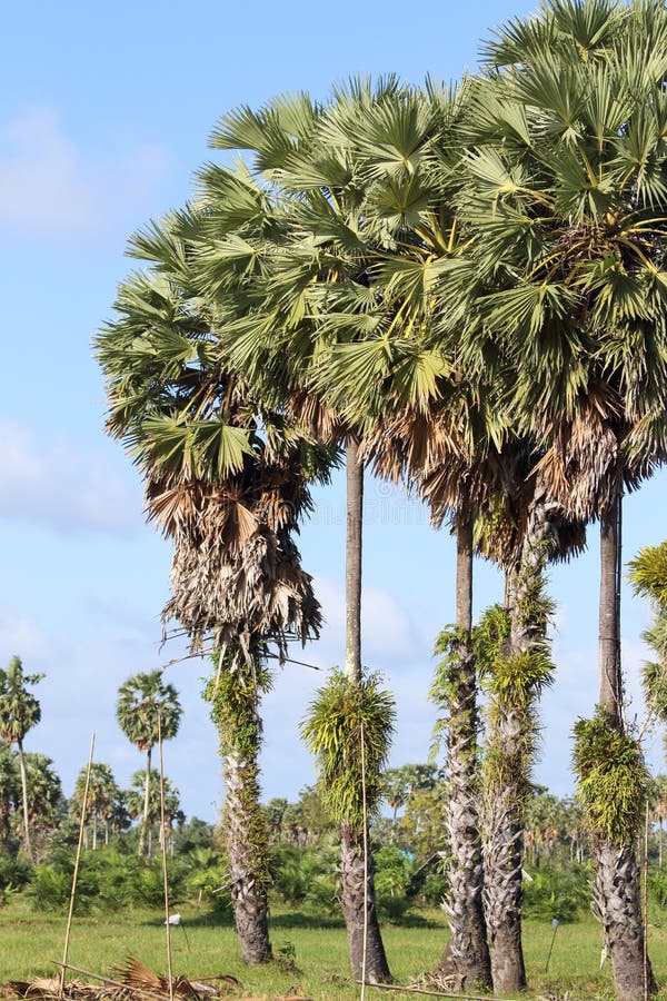 Alone Palmyra Tree on the Field #2 Stock Photo - Image of mekong ...