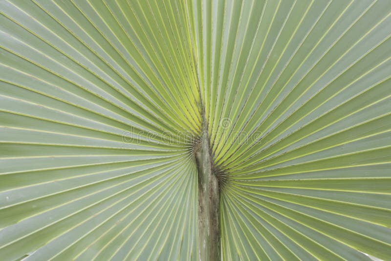Palmyra palm leaves stock photo. Image of background - 142950596