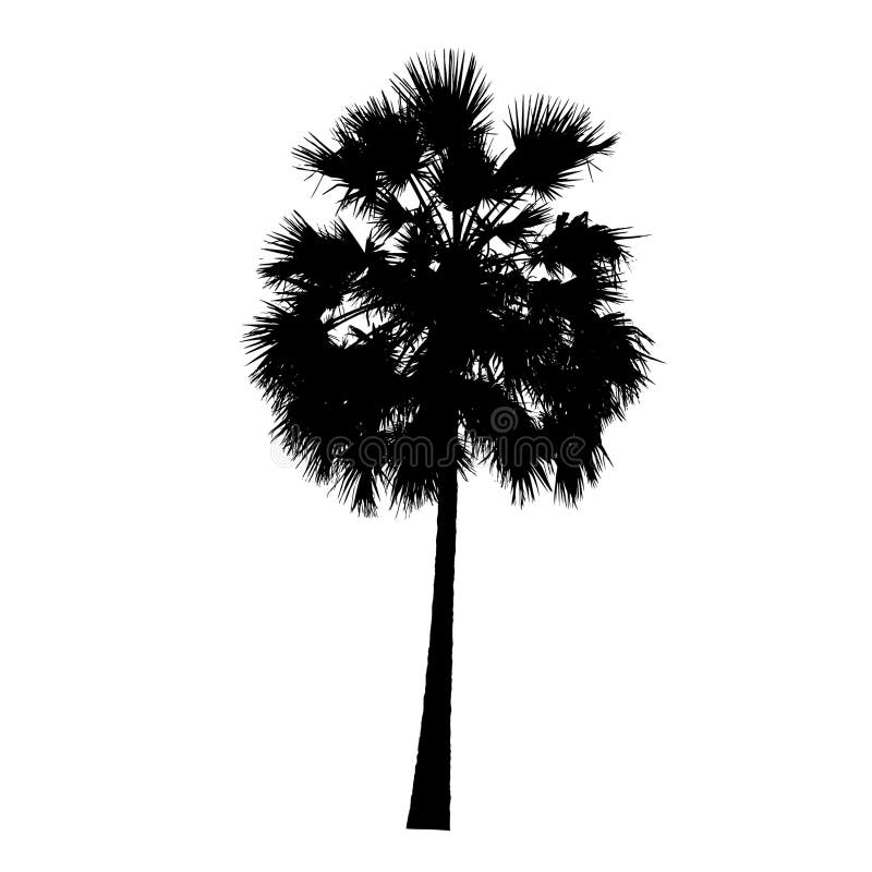 Palmyra Palm Tree Silhouette Stock Vector - Illustration of sign, light ...