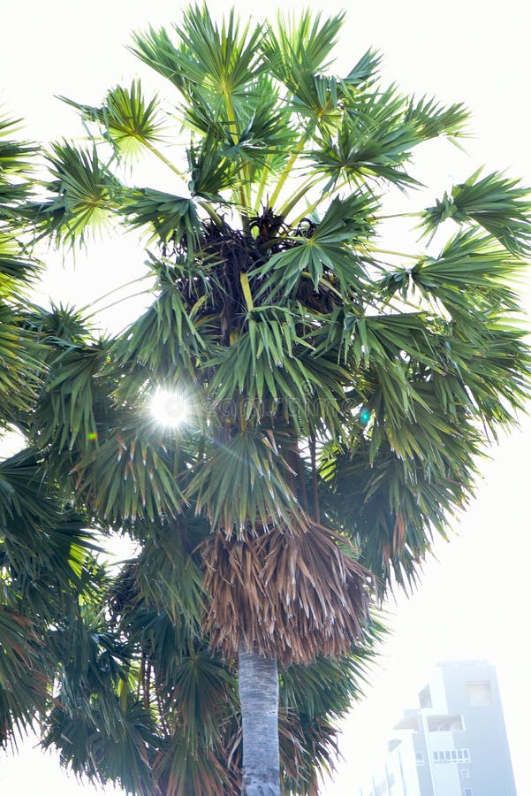 1,677 Palmyra Tree Stock Photos - Free & Royalty-Free Stock Photos from ...