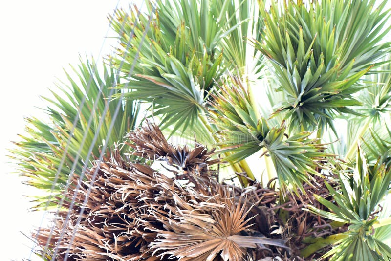 The palmyra stock photo. Image of freshness, white, drink - 97442500