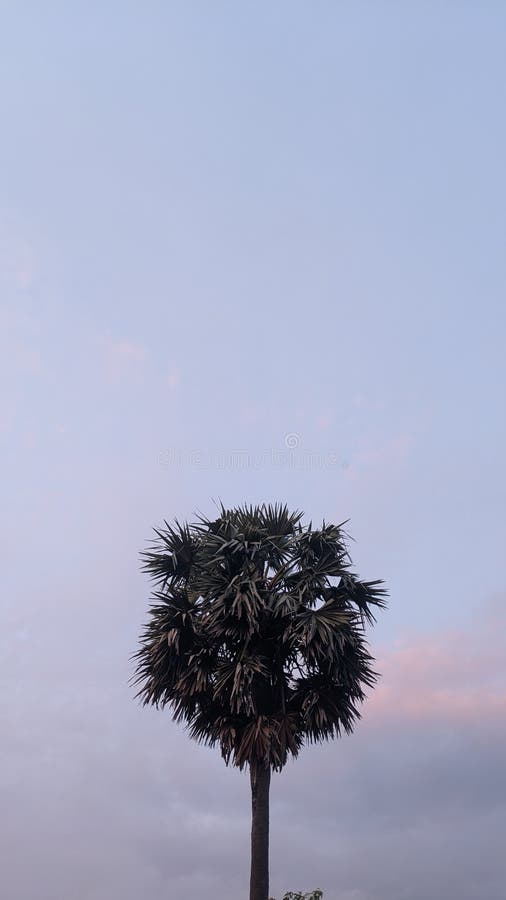 Palmyra Tree in the Evening, Sri Lanka Stock Photo - Image of lanka ...