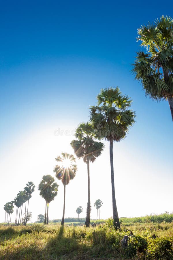 Palmyra Tree stock photo. Image of respected, called - 129631246