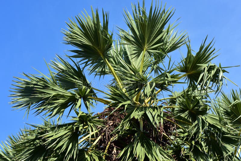 1,672 Palmyra Tree Stock Photos - Free & Royalty-Free Stock Photos from ...