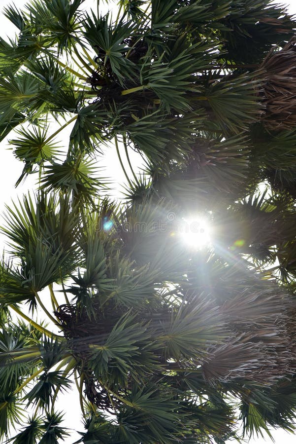 The palmyra stock image. Image of tasty, drink, tropical - 97442391