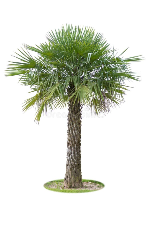 1,672 Palmyra Tree Stock Photos - Free & Royalty-Free Stock Photos from ...