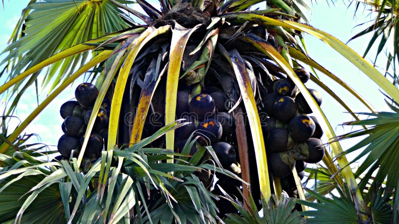 Palmyrah Tree stock photo. Image of palmyrah, palm, asia - 43923326