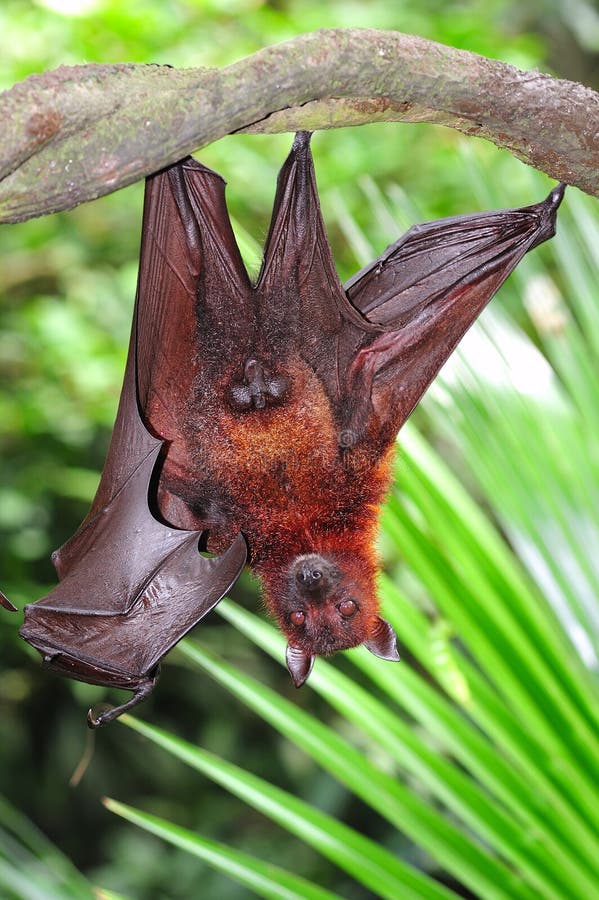 Palo imagen de archivo. Imagen de coro, palo, vuelo, animal - 7660445