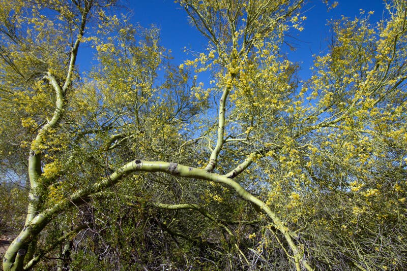 Palo Verde Tree stock photo. Image of leaves, bloom, landscape - 32522524