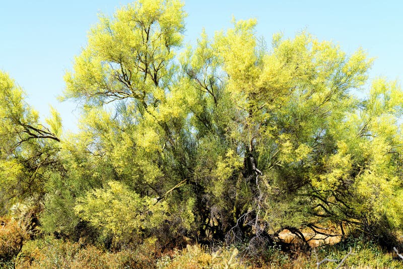 Palo Verde Tree, Sonora Desert, Spring and in Bloom Stock Image - Image ...