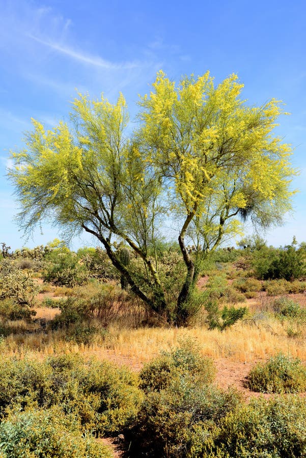 Palo Verde Tree, Sonora Desert, Spring and in Bloom Stock Image - Image ...