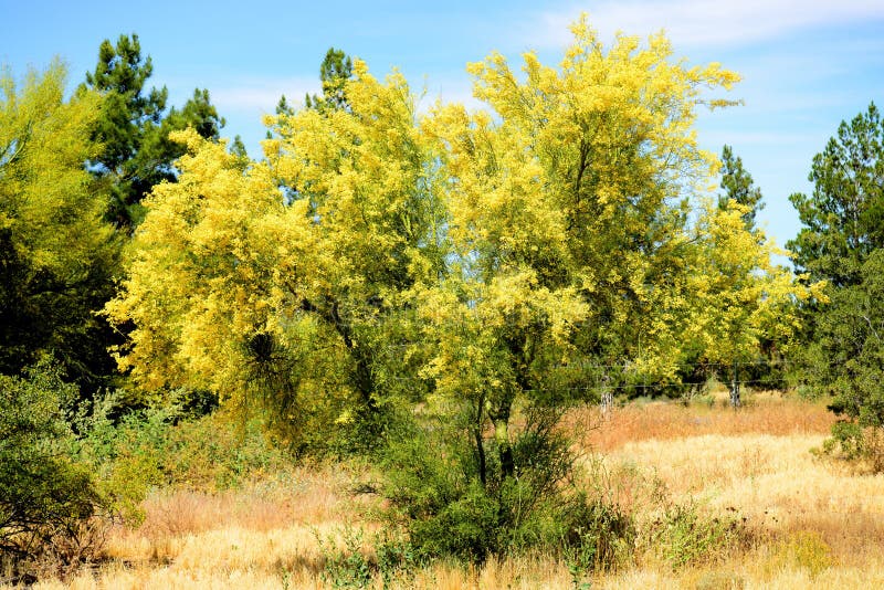 Palo Verde Tree, Sonora Desert, Spring and in Bloom Stock Image - Image ...