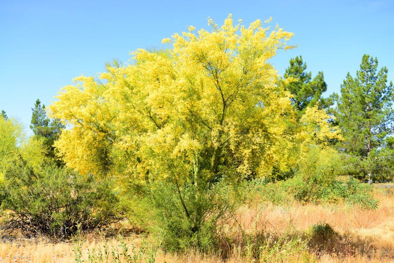 Palo Verde Tree, Sonora Desert, Spring and in Bloom Stock Image - Image ...