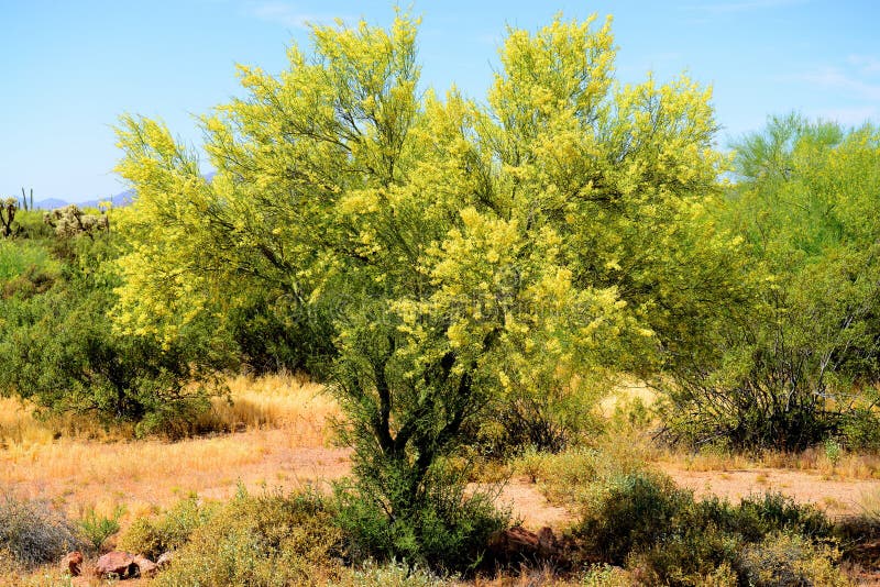 Palo Verde Tree, Sonora Desert, Spring and in Bloom Stock Photo - Image ...