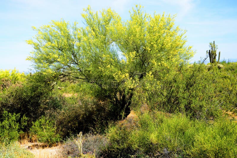 Palo Verde Tree, Sonora Desert, Spring and in Bloom Stock Photo - Image ...