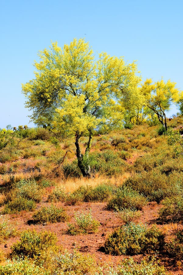 Palo Verde Tree, Sonora Desert, Spring and in Bloom Stock Photo - Image ...