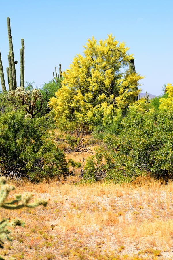 Palo Verde Tree, Sonora Desert, Spring and in Bloom Stock Photo - Image ...