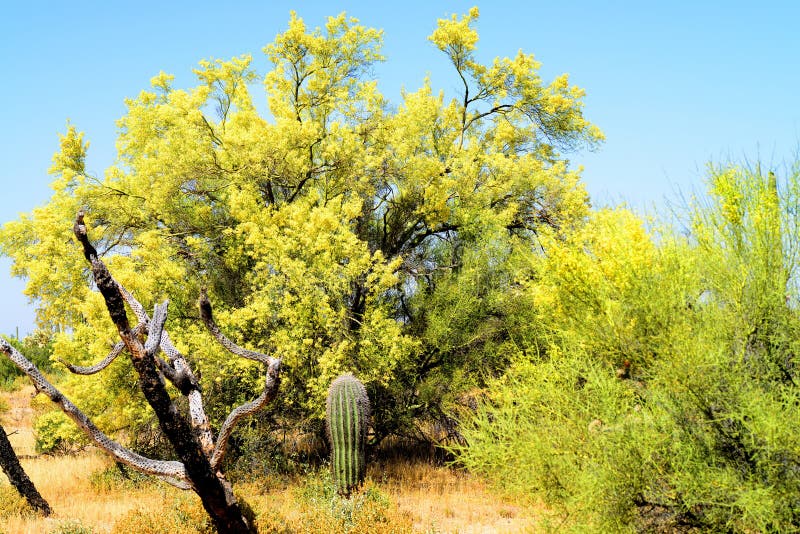 Palo Verde Tree, Sonora Desert, Spring and in Bloom Stock Image - Image ...