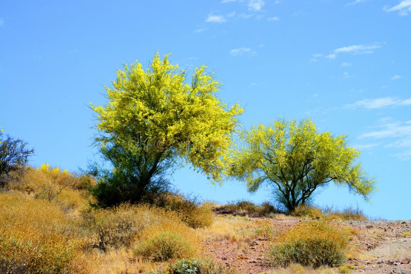 Palo Verde Tree, Sonora Desert, Spring and in Bloom Stock Image - Image ...