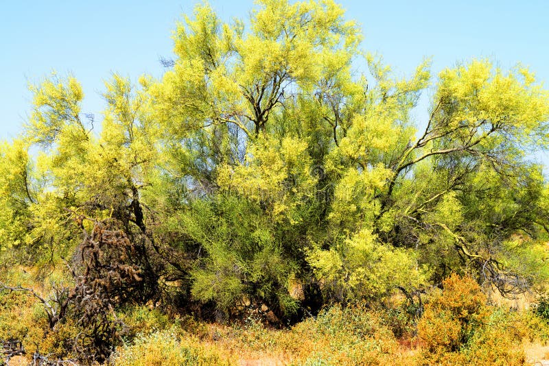 Palo Verde Tree, Sonora Desert, Spring and in Bloom Stock Photo - Image ...