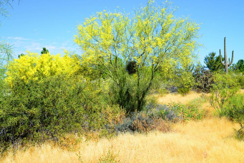 Palo Verde Tree, Sonora Desert, Spring and in Bloom Stock Image - Image ...