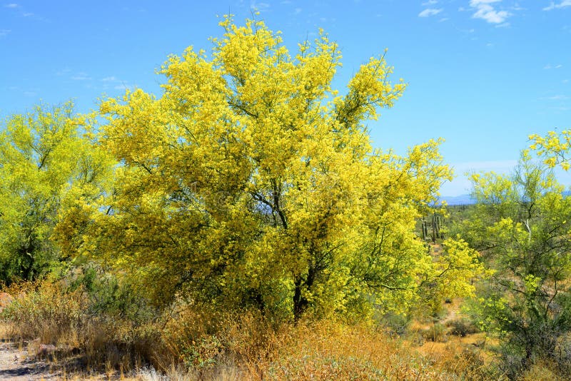 Palo Verde Tree, Sonora Desert, Spring and in Bloom Stock Photo - Image ...