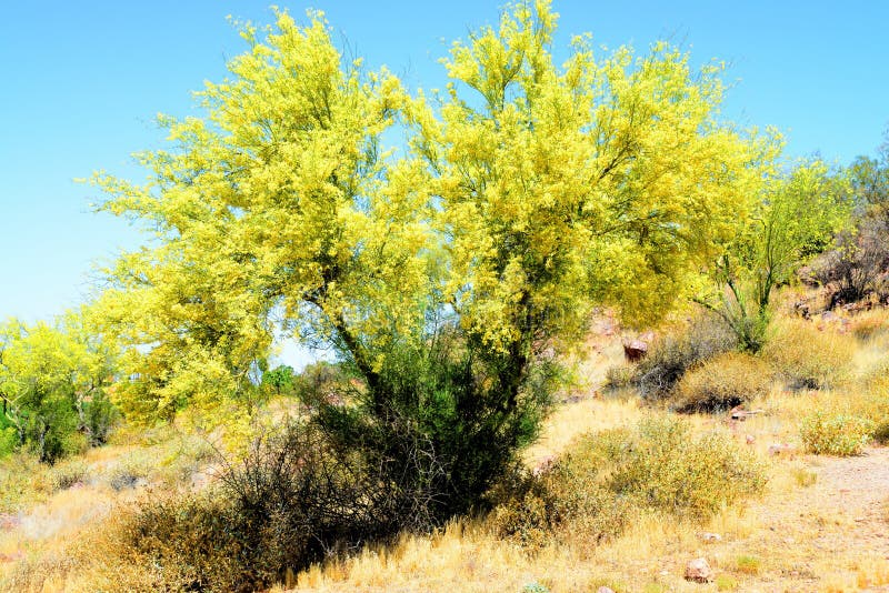 Palo Verde Tree, Sonora Desert, Spring and in Bloom Stock Photo - Image ...