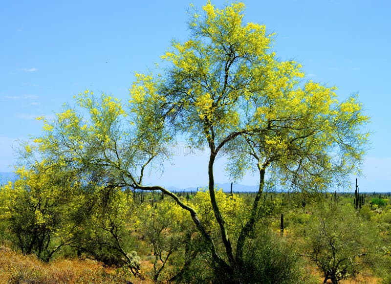 Palo Verde Tree, Sonora Desert, Spring and in Bloom Stock Photo - Image ...