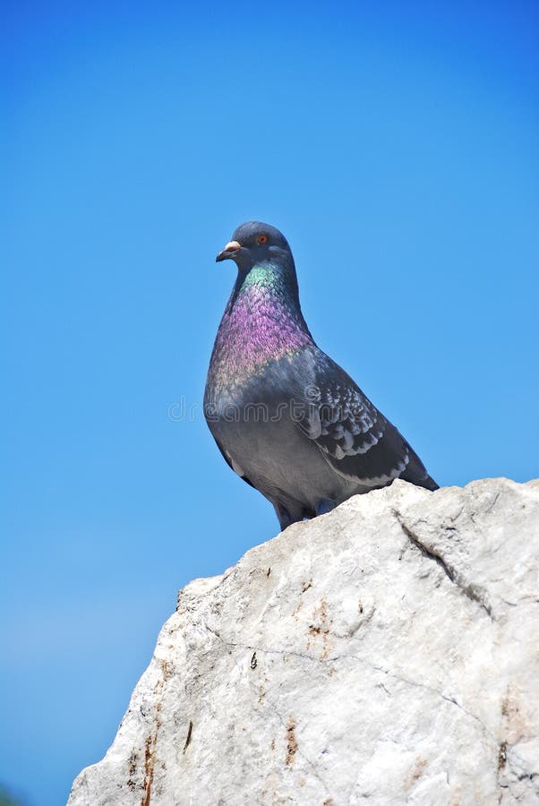 Paloma hermosa foto de archivo. Imagen de azul, aislado - 5881330