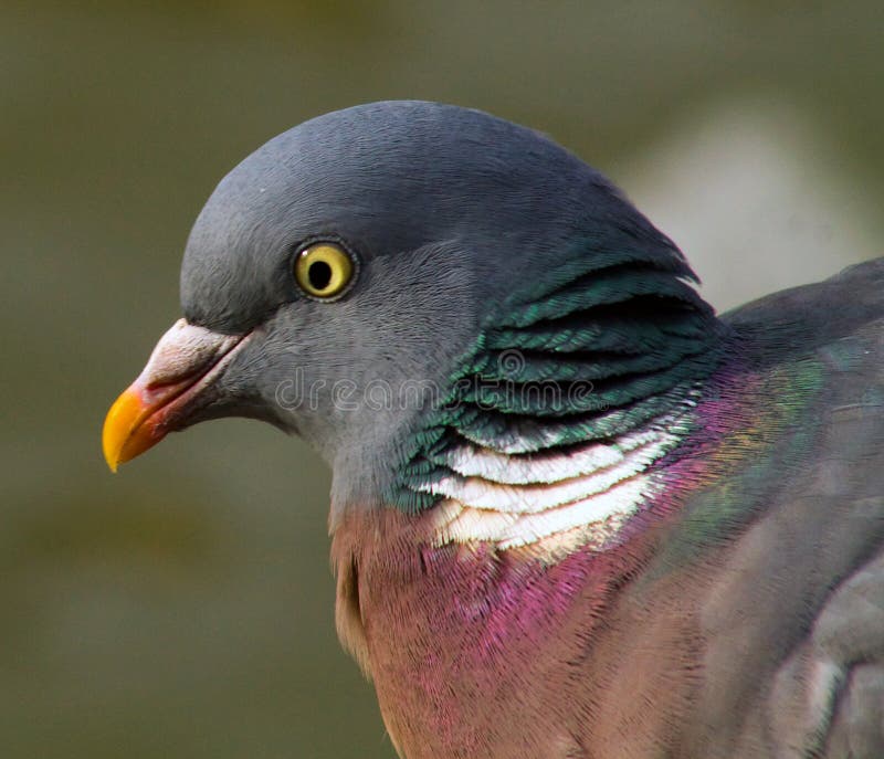 Paloma imagen de archivo. Imagen de aves, pecho, paloma - 15586319