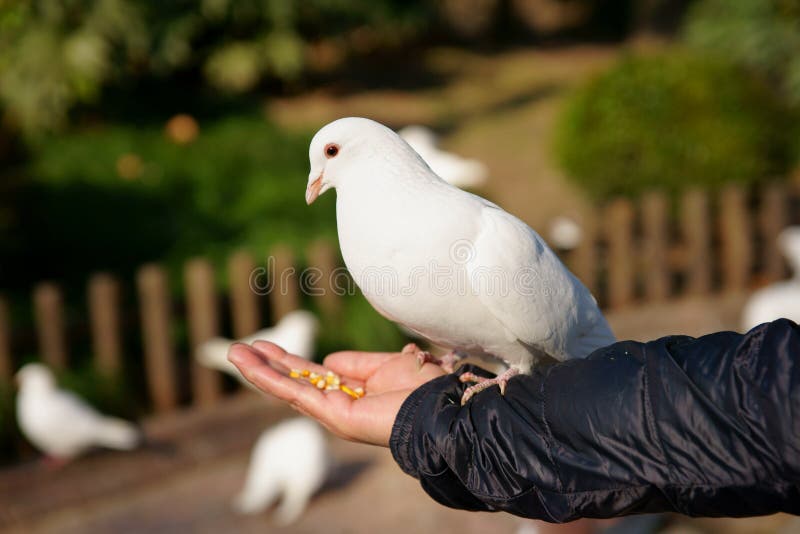 Paloma imagen de archivo. Imagen de primer, cubo, libre - 23670663