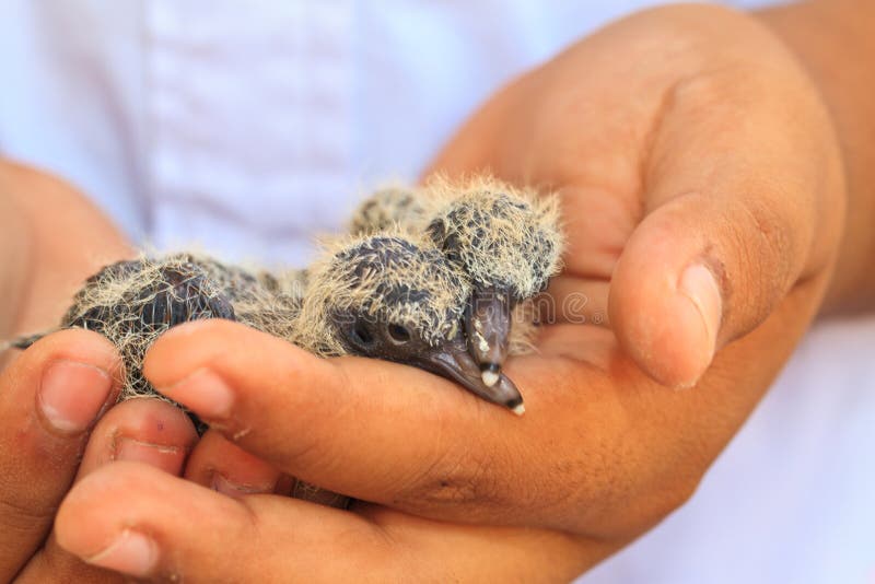 Cheeper Del Bebé De Los Polluelos De La Paloma De Los Pares Que Se ...