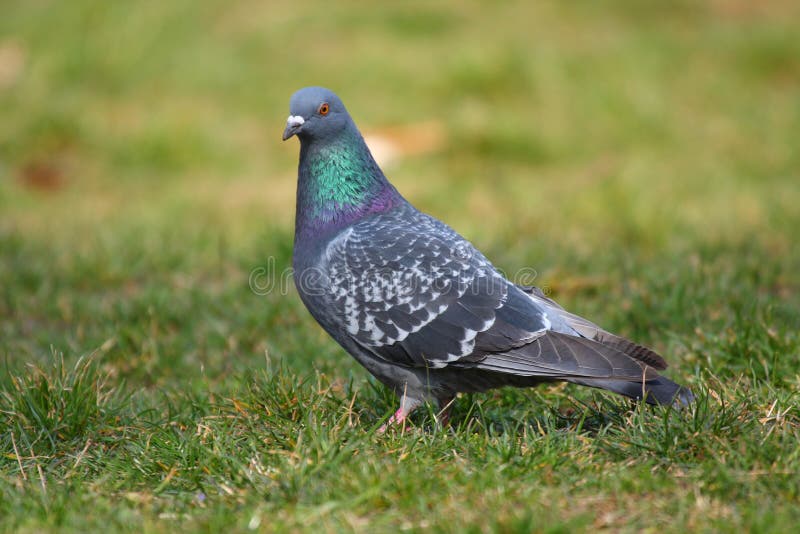 Paloma azul foto de archivo. Imagen de hierba, paloma - 16696870