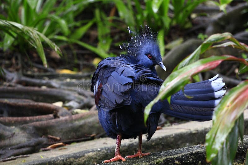 Paloma azul imagen de archivo. Imagen de atractivo, hospitalidad - 73442261